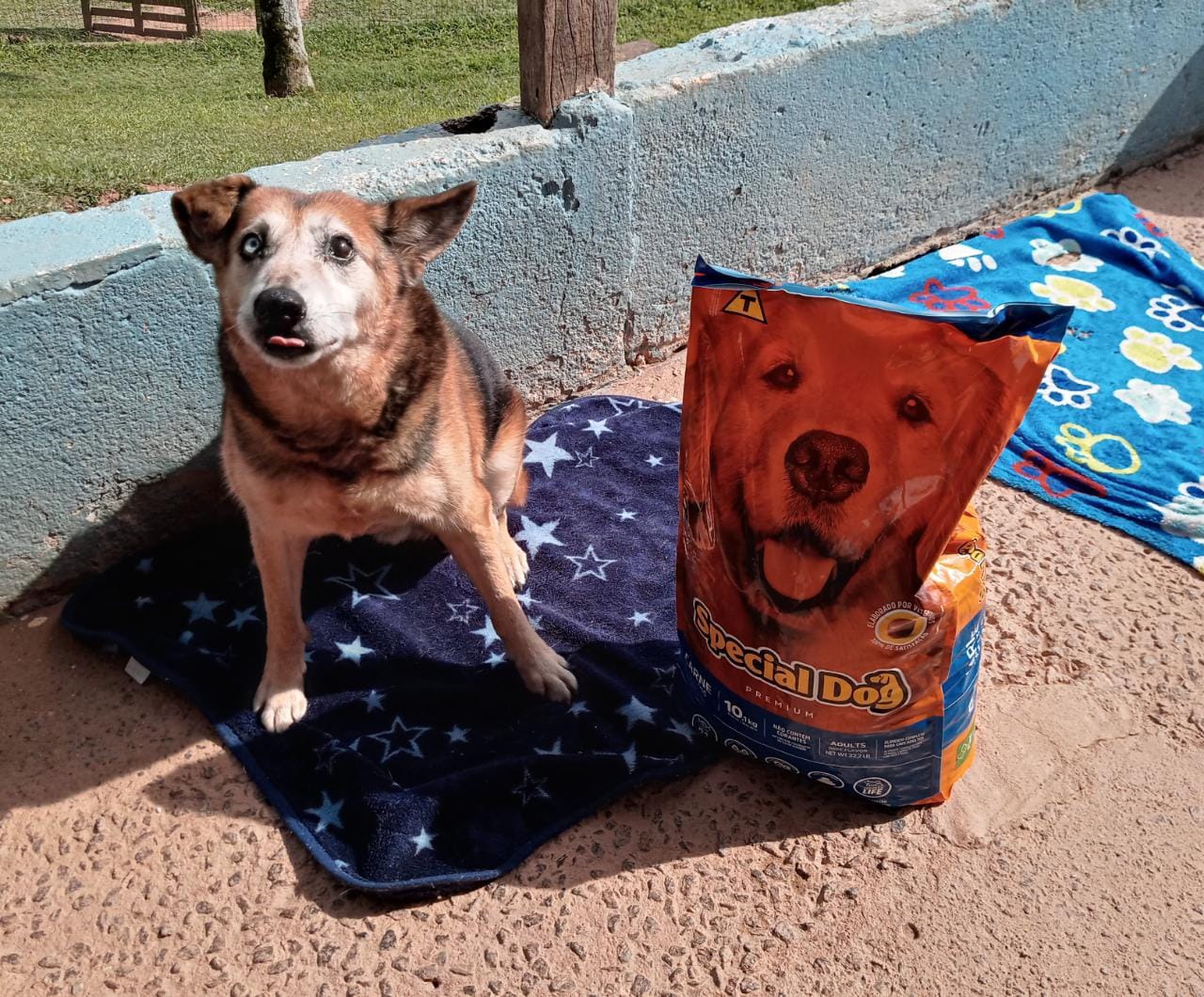 Campanha para arrecadar ração da Cronos Logistics prossegue até a ...